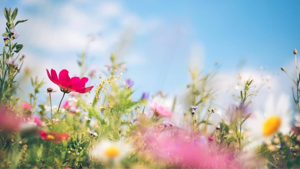 33 Spring Seasonal Living Ideas You’ll Actually Want to Try (Tiny ...
